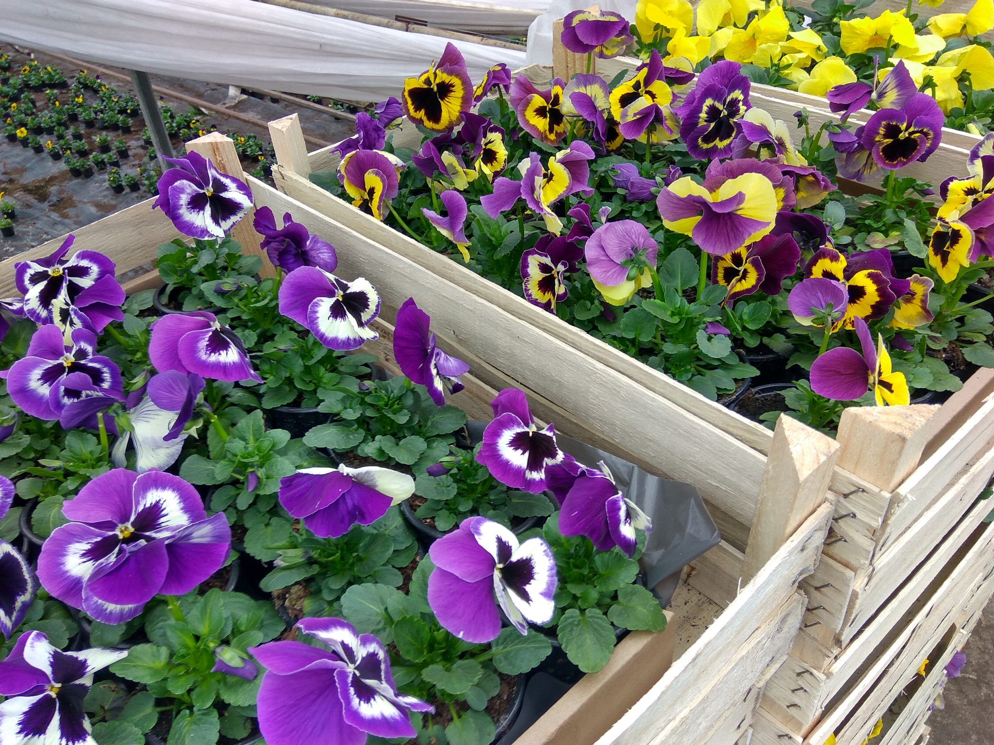 Pansy flower • Syngenta series, round flower pot, ∅9cm